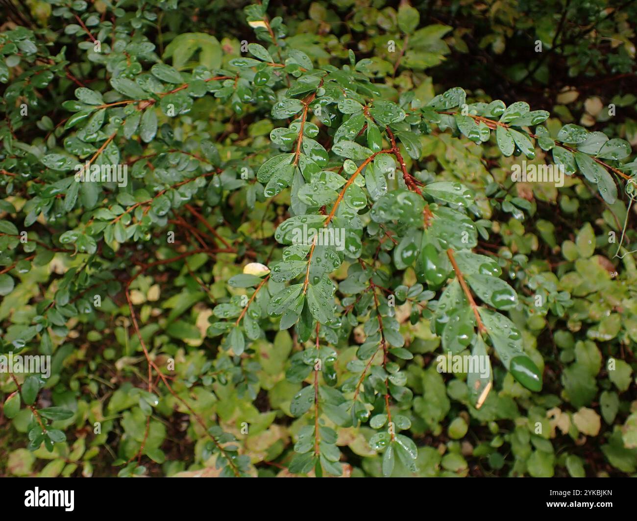 Oregon Boxwood (Paxistima myrsinites Stock Photo - Alamy
