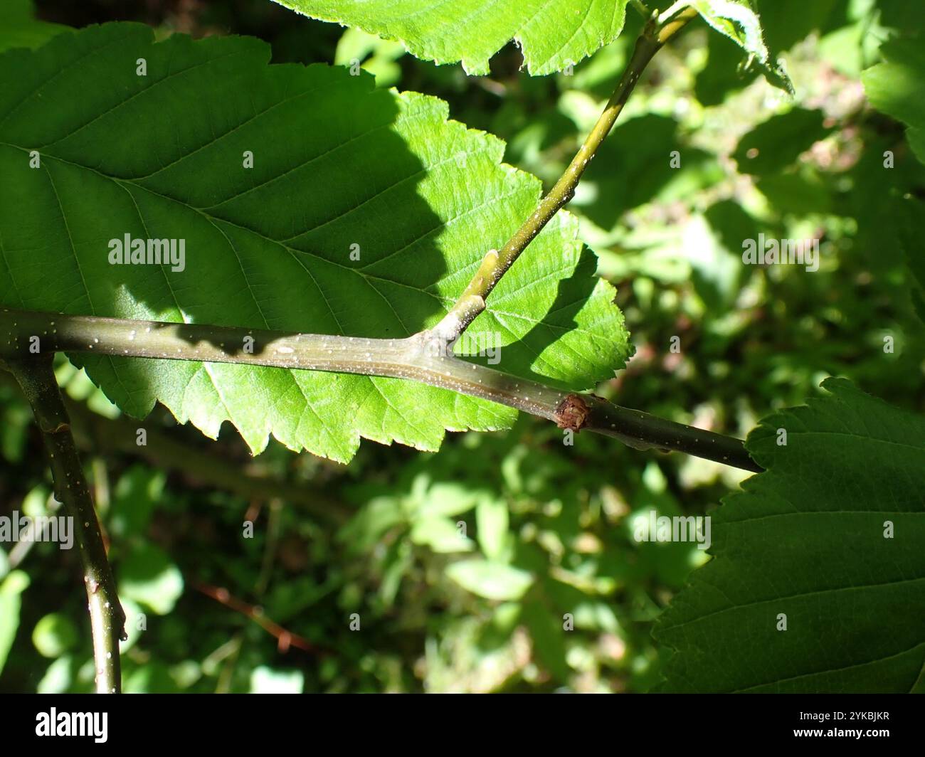 Red Alder (Alnus rubra Stock Photo - Alamy
