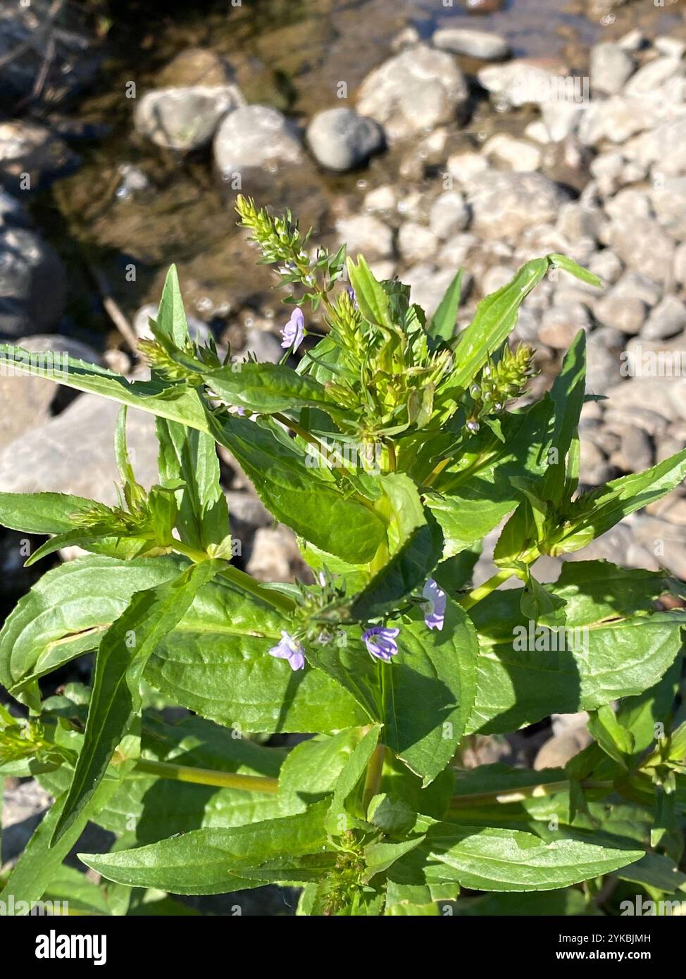 blue water-speedwell (Veronica anagallis-aquatica Stock Photo - Alamy