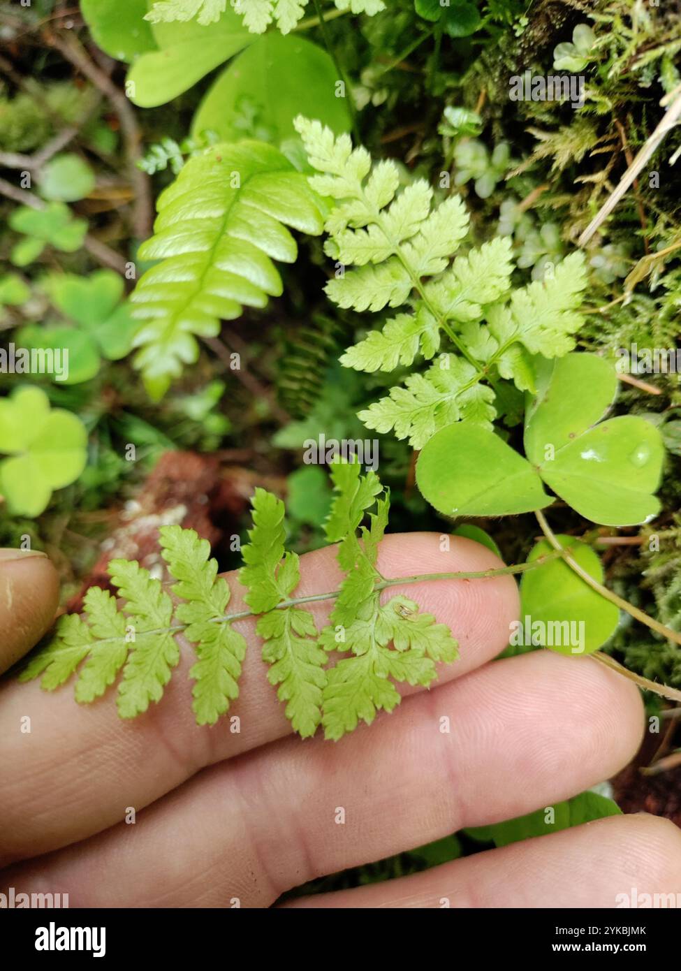 vascular plants (Tracheophyta Stock Photo - Alamy