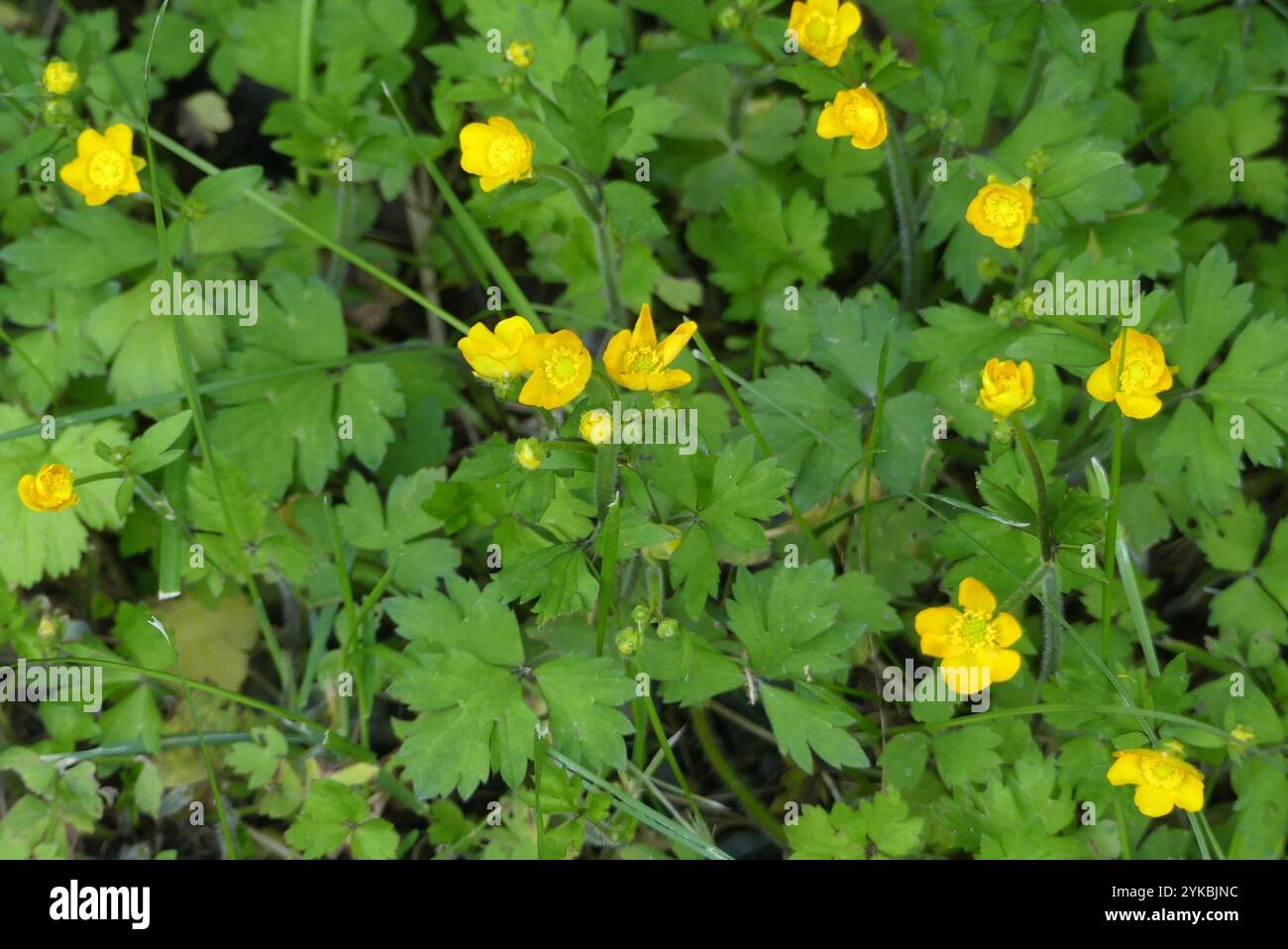 Creeping buttercup (Ranunculus repens Stock Photo - Alamy