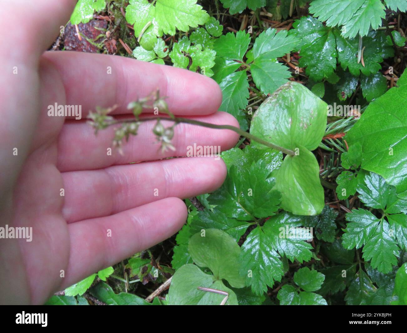 Heartleaf Twayblade (Neottia cordata Stock Photo - Alamy