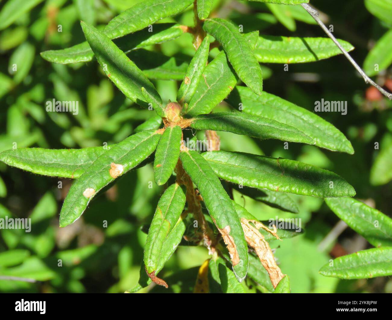 Bog Labrador Tea (Rhododendron groenlandicum Stock Photo - Alamy