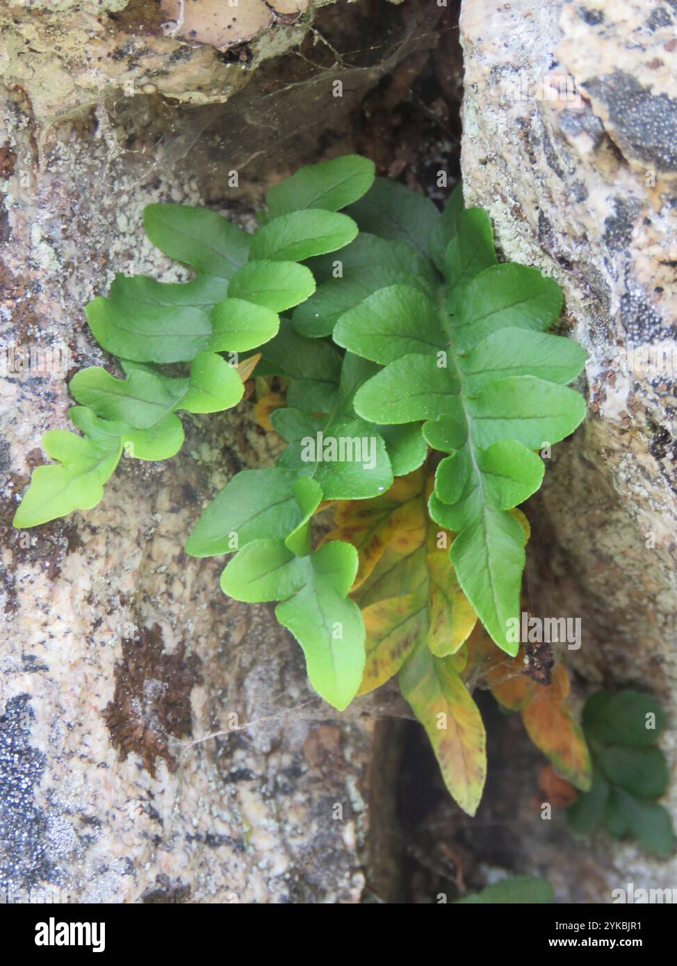 western polypody (Polypodium hesperium Stock Photo - Alamy