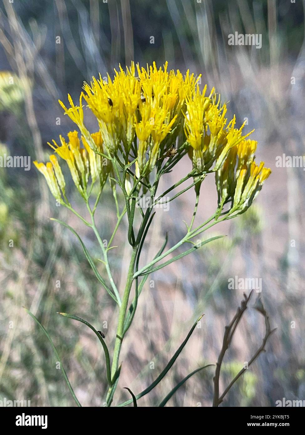 Rubber Rabbitbrush (Ericameria nauseosa Stock Photo - Alamy