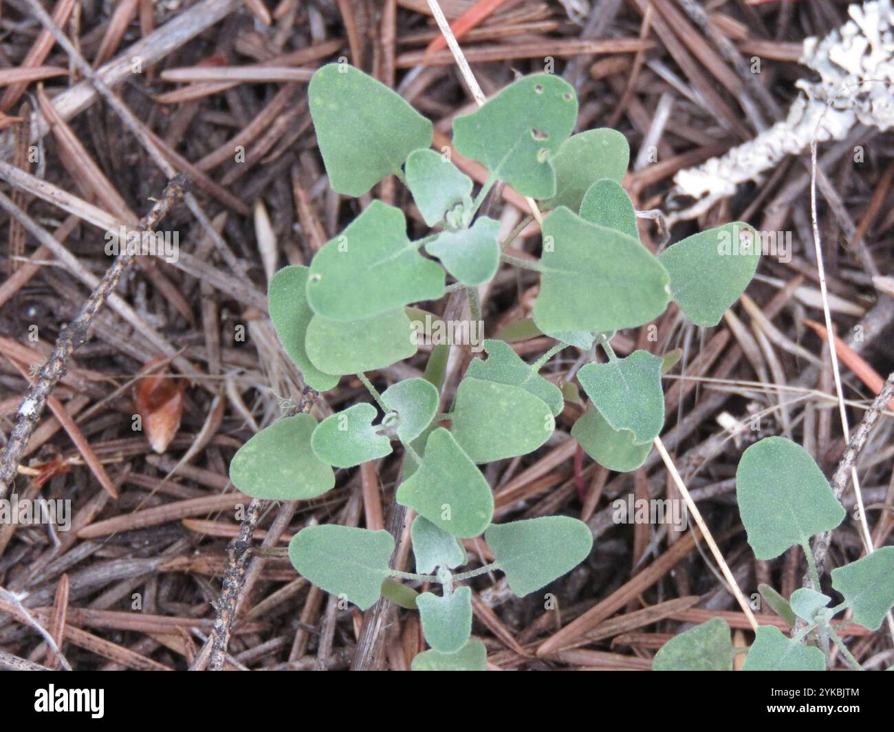 Chenopodioideae subfamily hi-res stock photography and images - Alamy