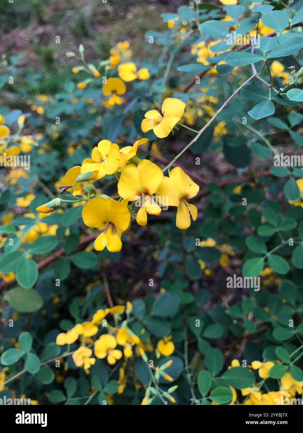 Clover-leaved Poison (Goodia lotifolia Stock Photo - Alamy