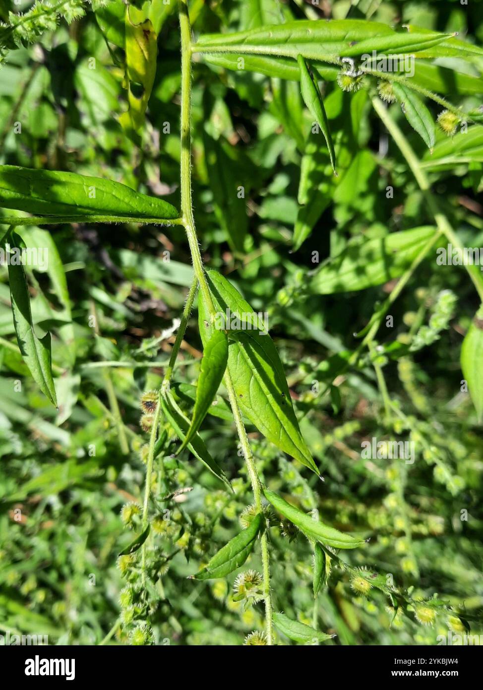 virginia stickseed (Hackelia virginiana Stock Photo - Alamy