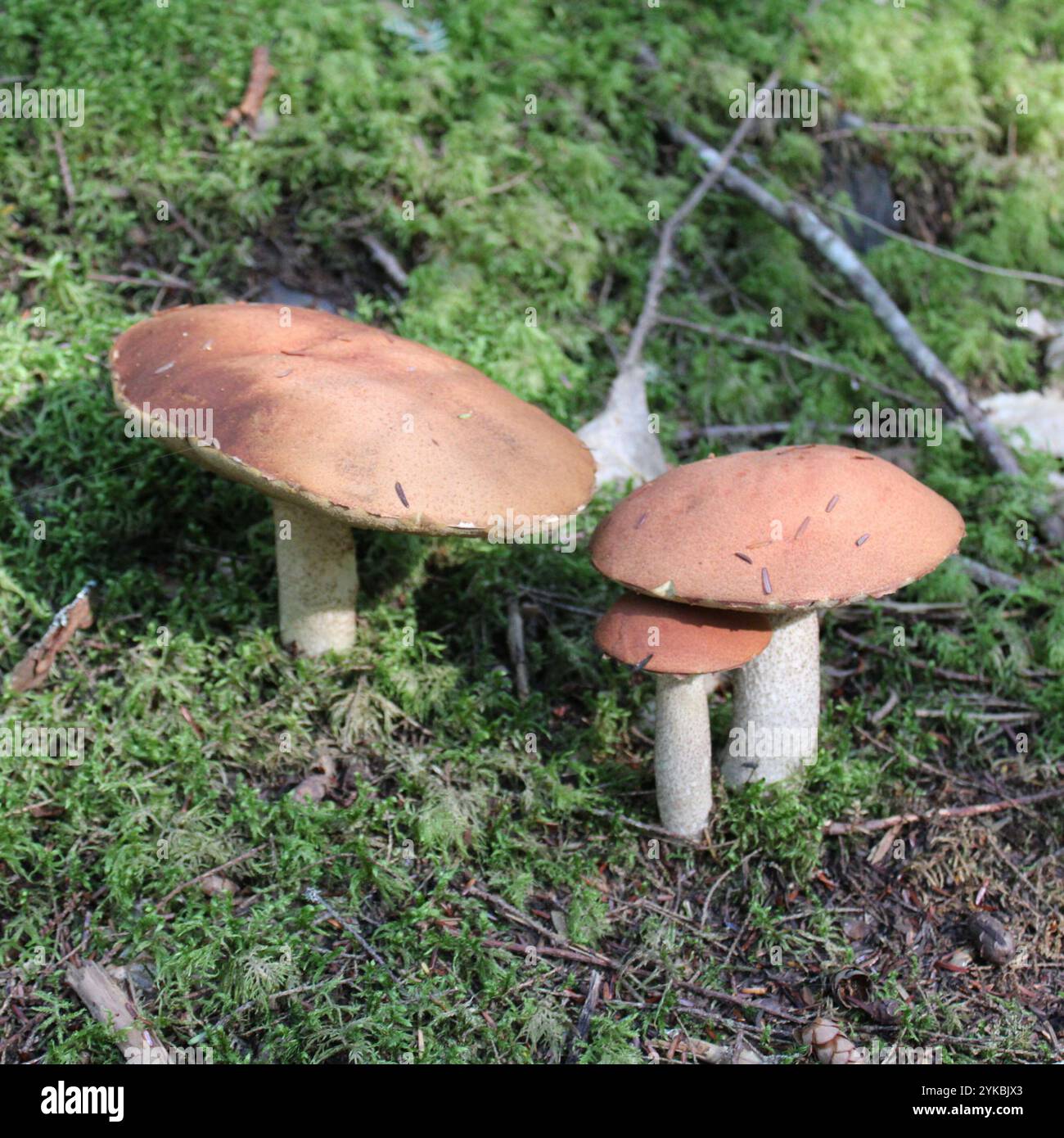 Brown Birch-bolete (Leccinum scabrum Stock Photo - Alamy