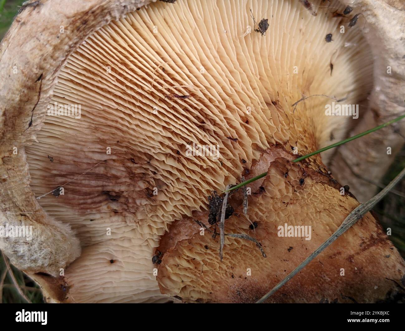 Brown Roll-Rim (Paxillus involutus Stock Photo - Alamy