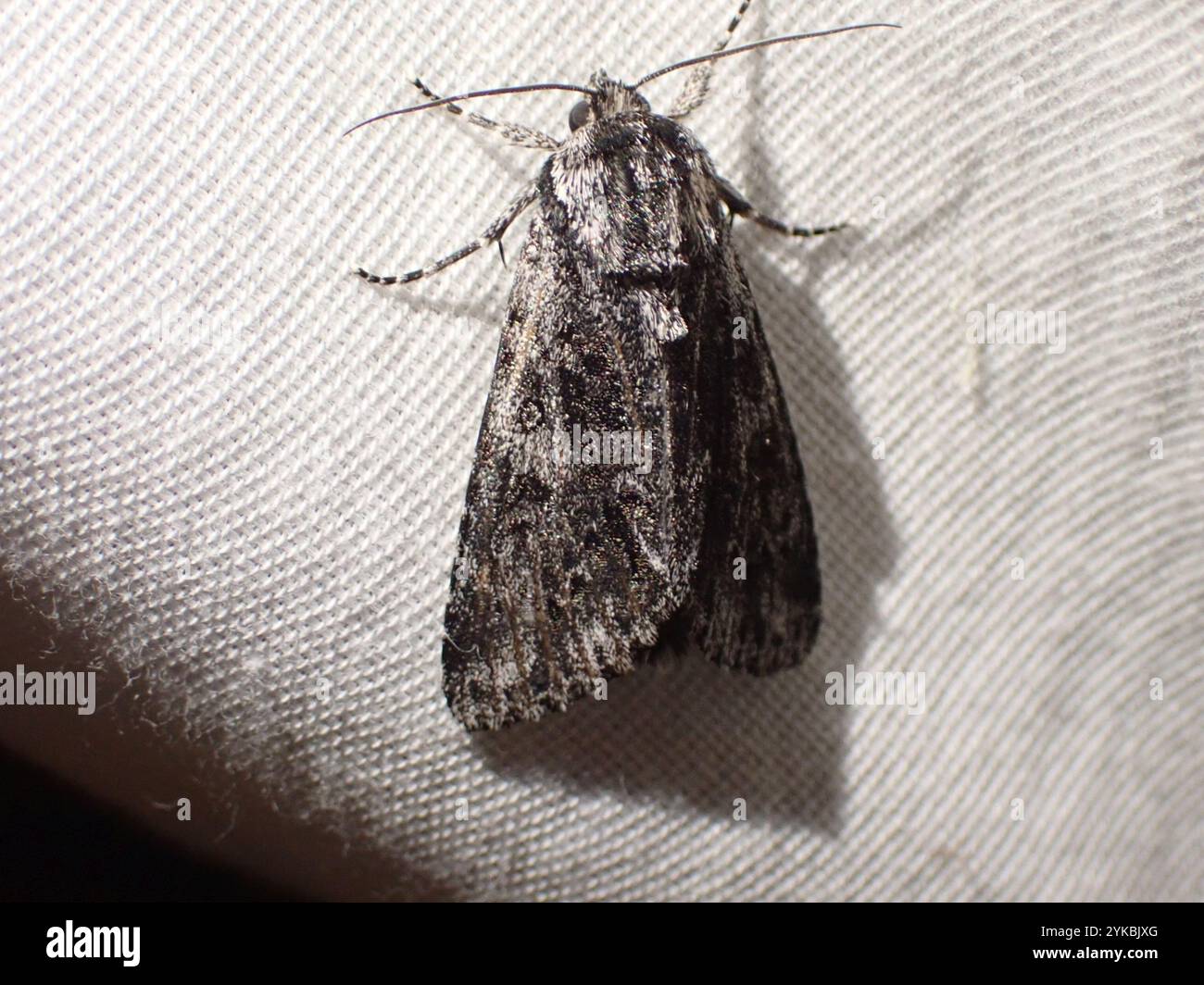Pacific Dagger (Acronicta perdita Stock Photo - Alamy