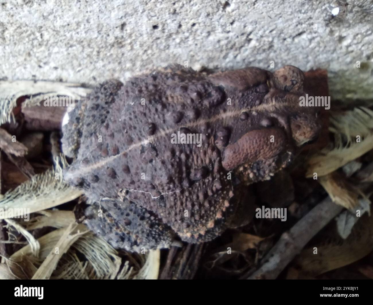 Dwarf American Toad (Anaxyrus americanus charlesmithi Stock Photo - Alamy