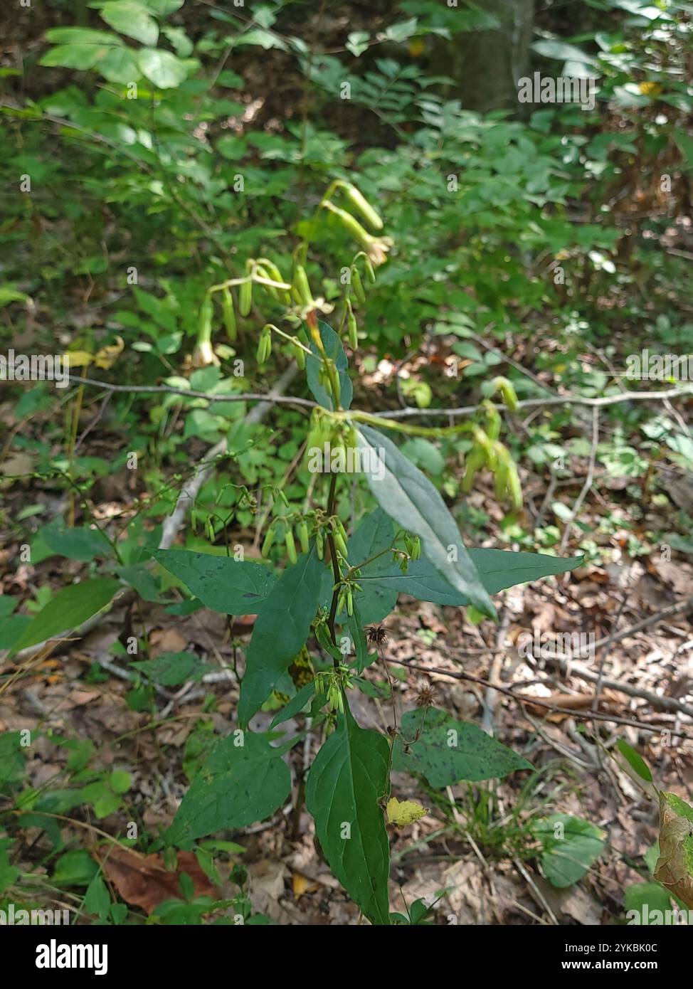 tall rattlesnake root (Nabalus altissimus Stock Photo - Alamy