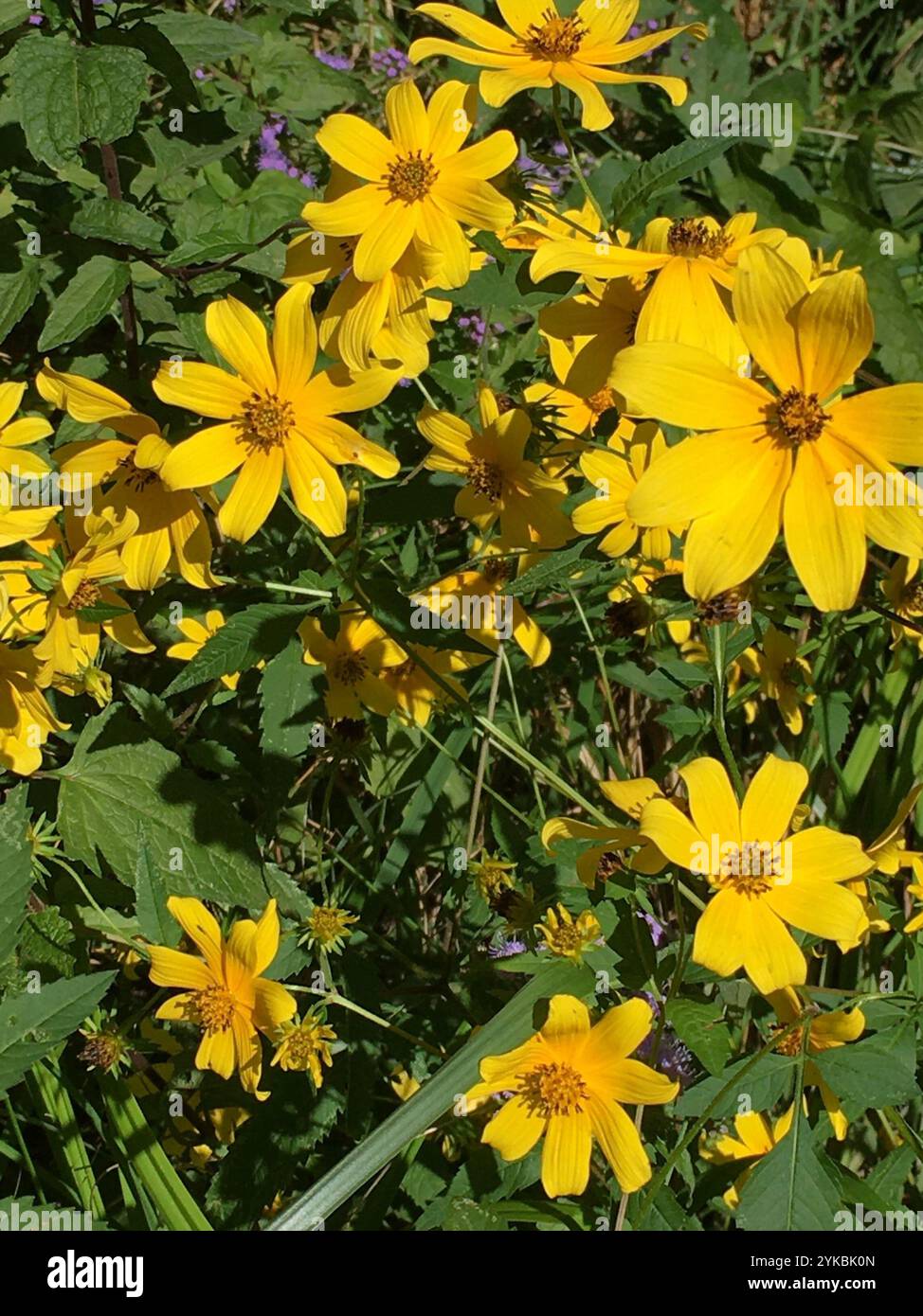 Bearded Beggarticks (Bidens aristosa Stock Photo - Alamy