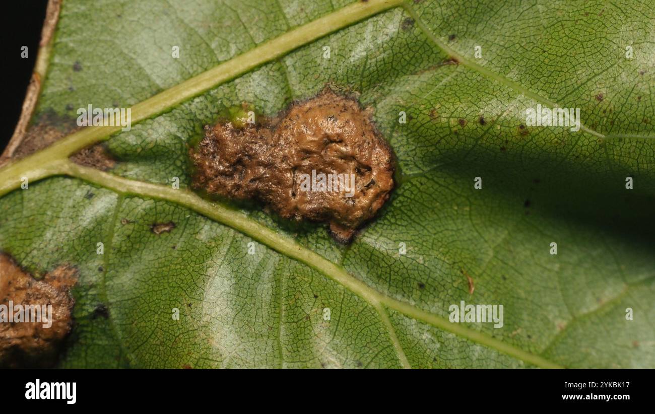 Honeycomb leaf gall wasp (Callirhytis favosa Stock Photo - Alamy