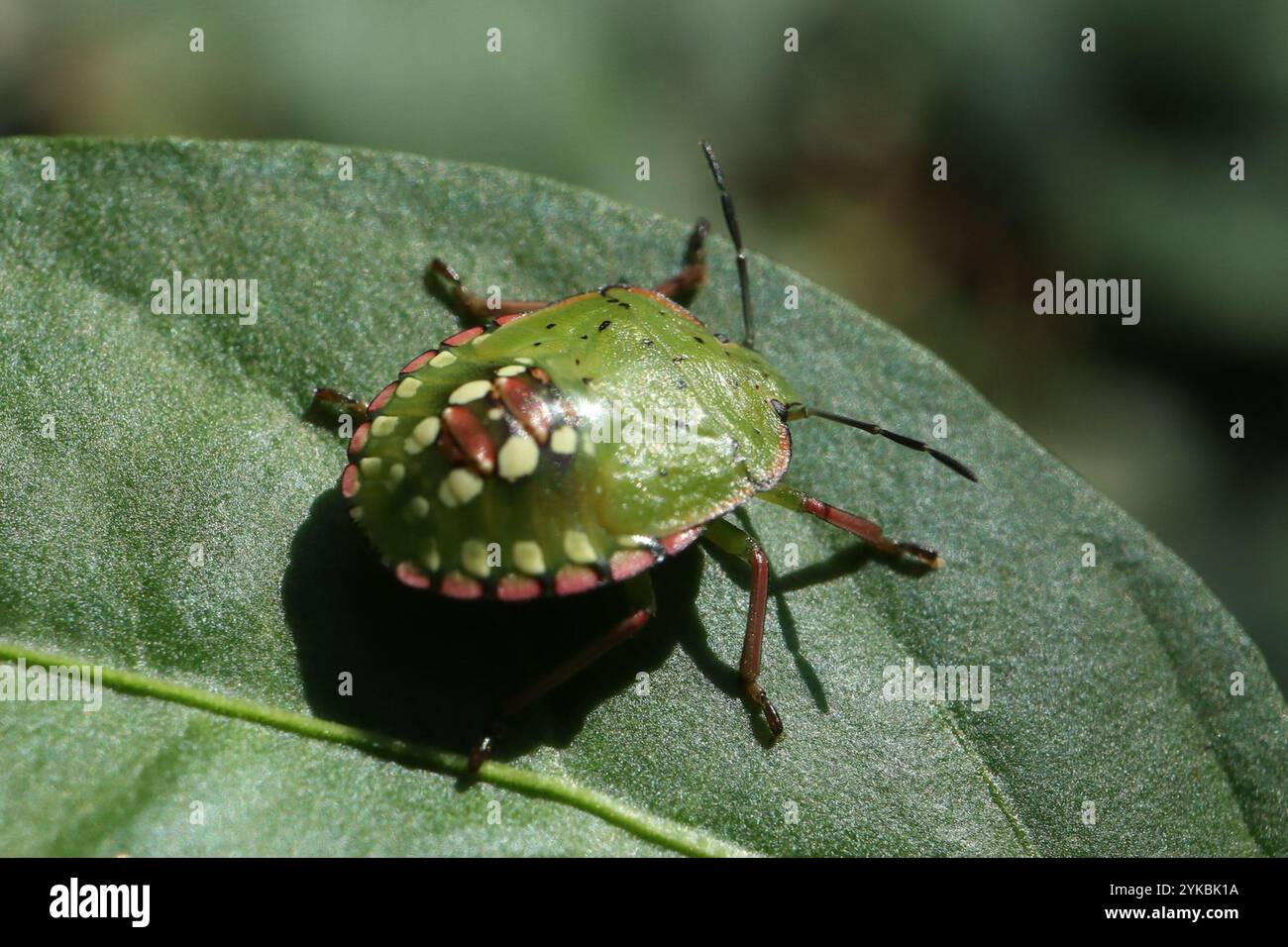 Southern Green Stink Bug (Nezara viridula Stock Photo - Alamy