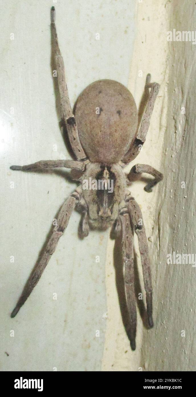 Wandering Spiders (Ctenidae Stock Photo - Alamy