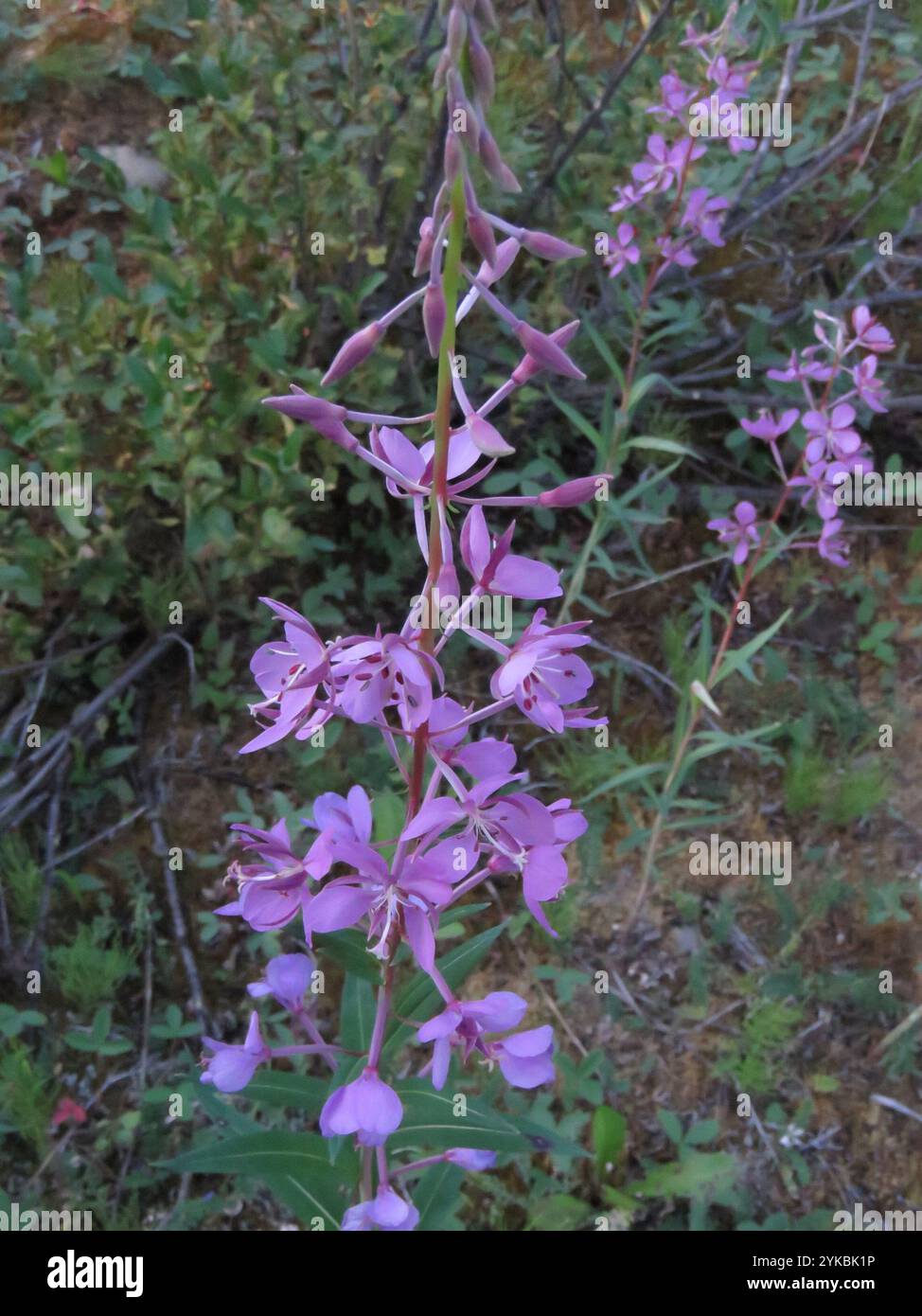 fireweed (Chamaenerion angustifolium Stock Photo - Alamy