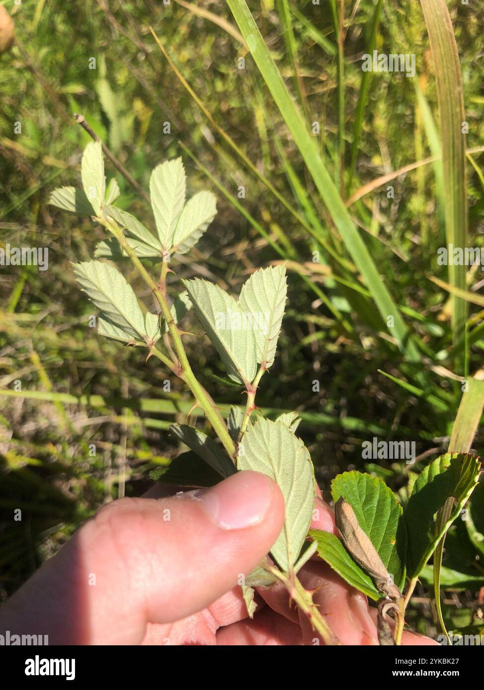 sand blackberry (Rubus cuneifolius Stock Photo - Alamy