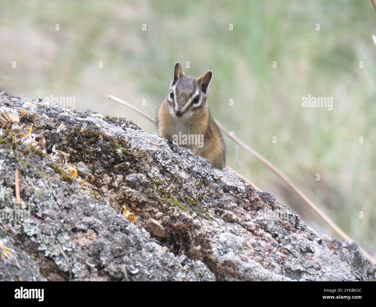 Western Chipmunks (Neotamias Stock Photo - Alamy