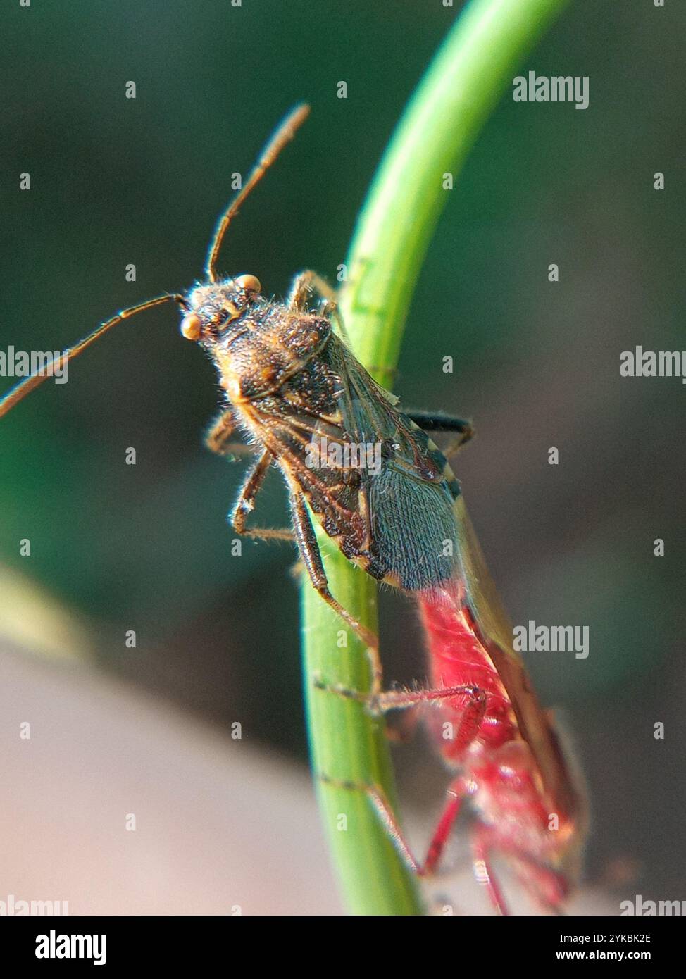 Hyaline grass bug hi-res stock photography and images - Alamy