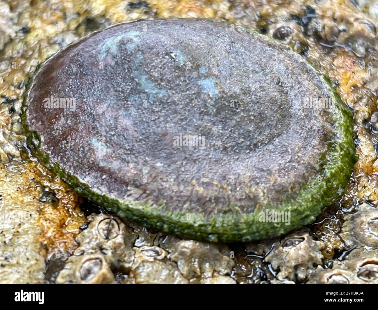 Mask Limpet (Lottia persona Stock Photo - Alamy