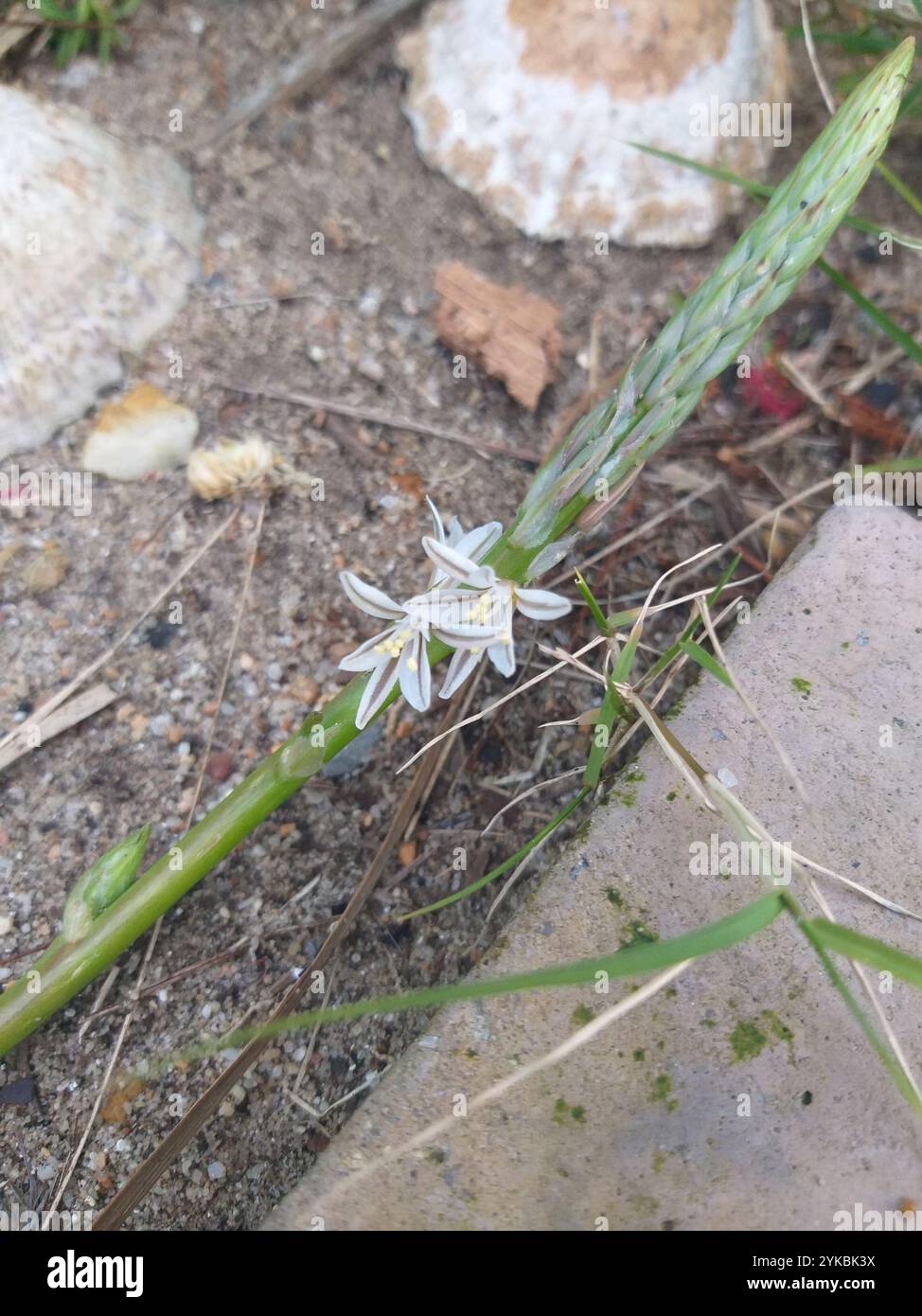 Common Capespinach (Trachyandra ciliata Stock Photo - Alamy