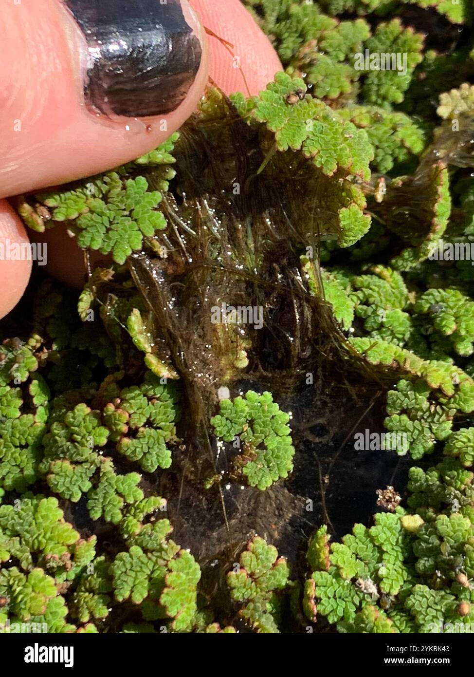 water fern (Azolla filiculoides Stock Photo - Alamy