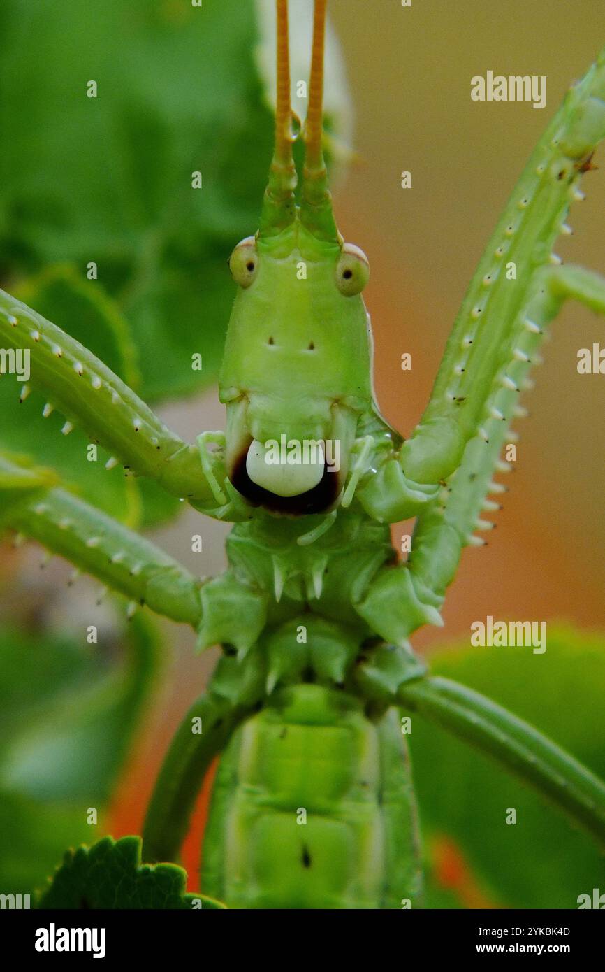 Predatory Bush-cricket (Saga pedo Stock Photo - Alamy