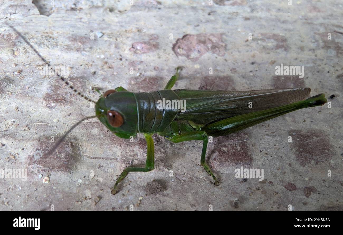 Hieroglyphus banian hi-res stock photography and images - Alamy