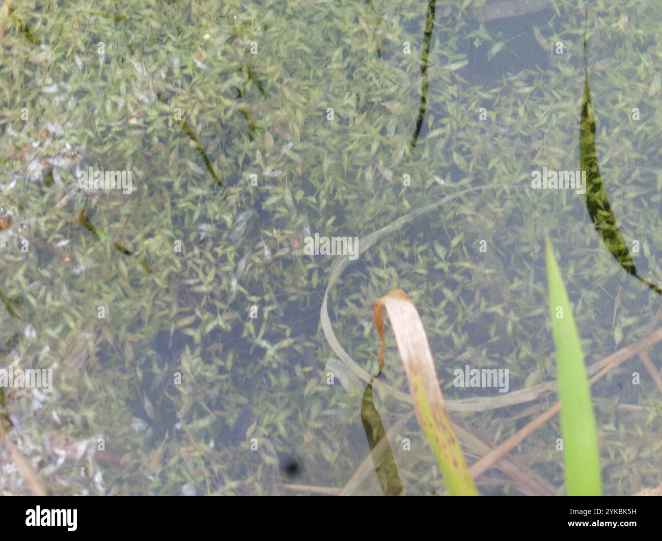 Ivy-leaved Duckweed (Lemna trisulca Stock Photo - Alamy