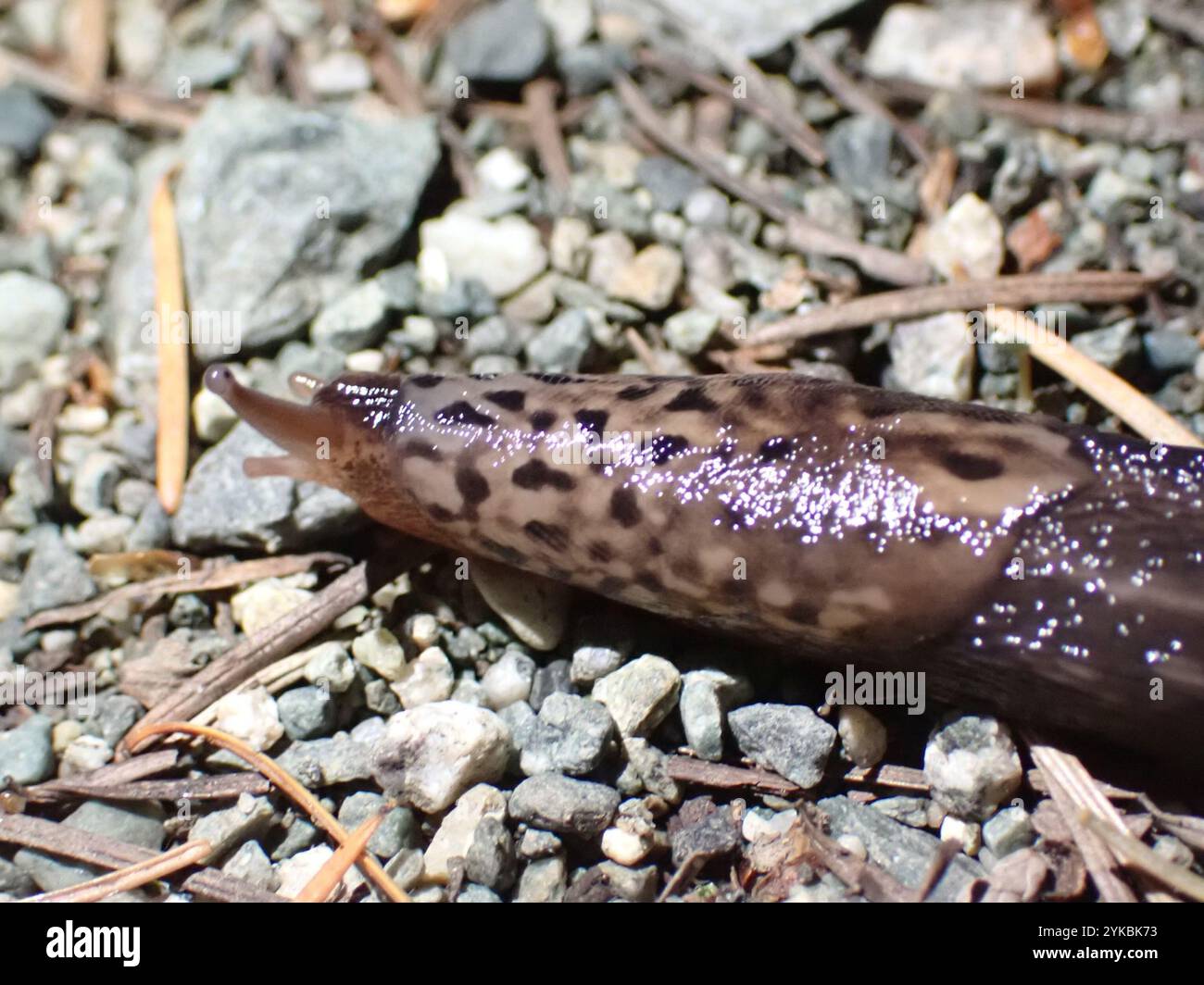 Leopard Slug (Limax maximus Stock Photo - Alamy