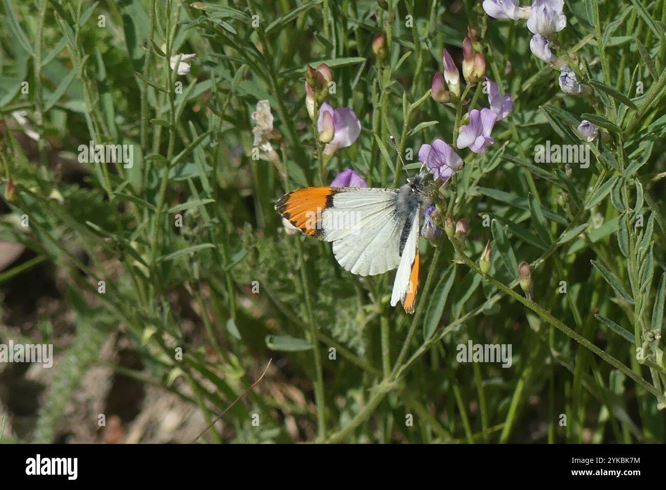 Julia Orangetip (Anthocharis julia Stock Photo - Alamy
