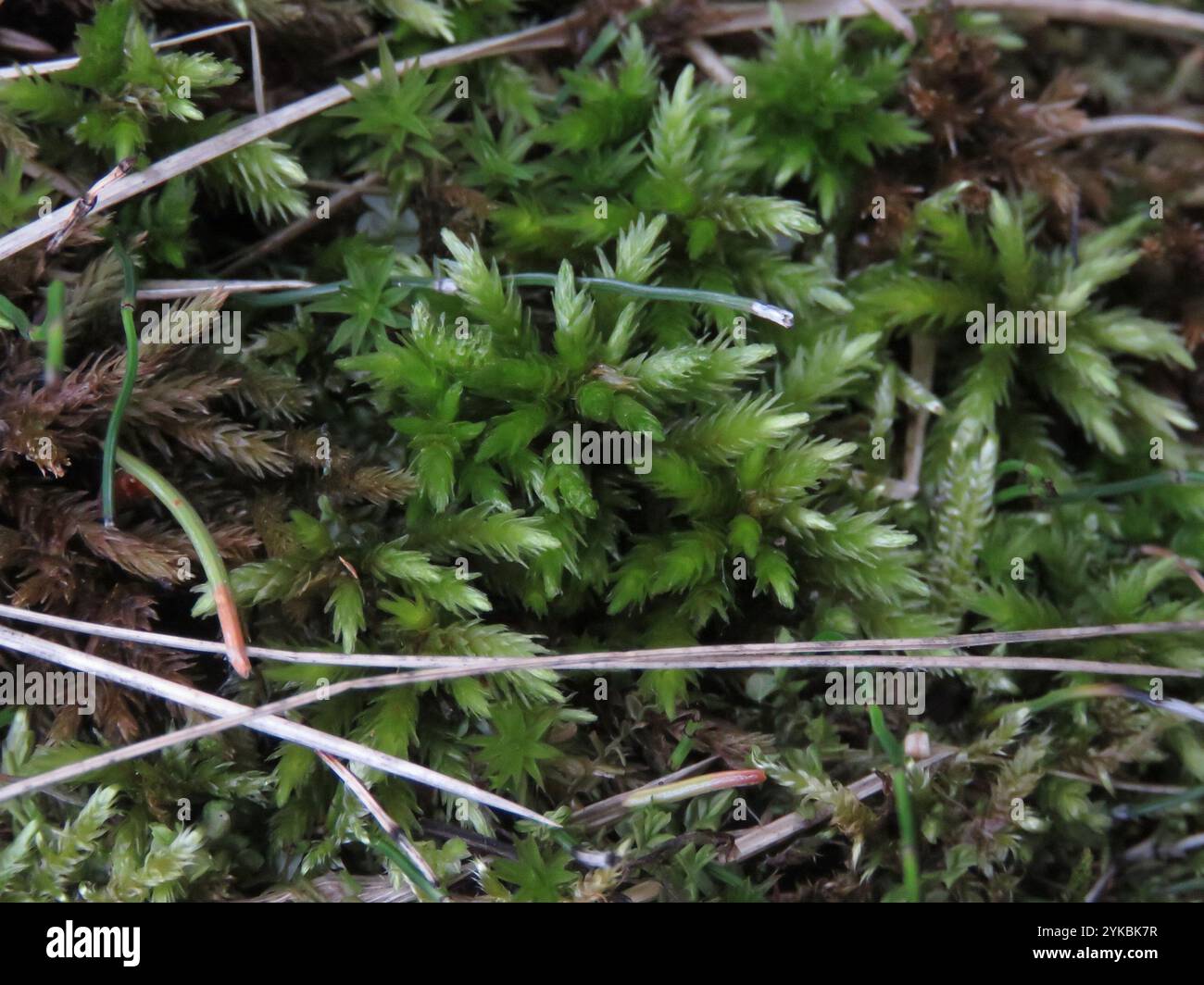 Tree Climacium Moss (Climacium dendroides Stock Photo - Alamy