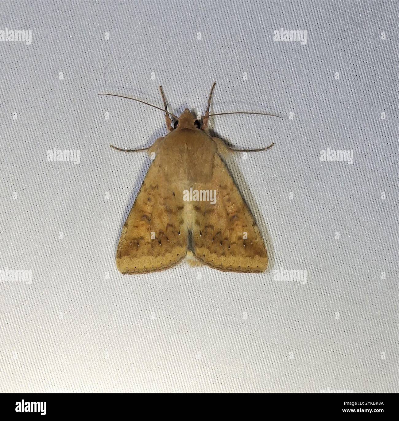 Corn Earworm Moth (Helicoverpa zea Stock Photo - Alamy