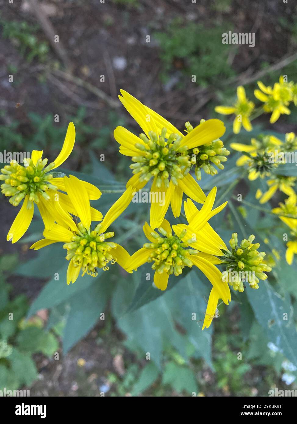 Wingstem (Verbesina alternifolia Stock Photo - Alamy