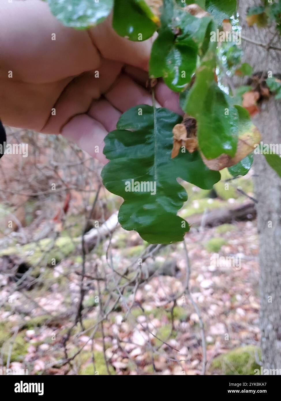Oregon oak (Quercus garryana Stock Photo - Alamy