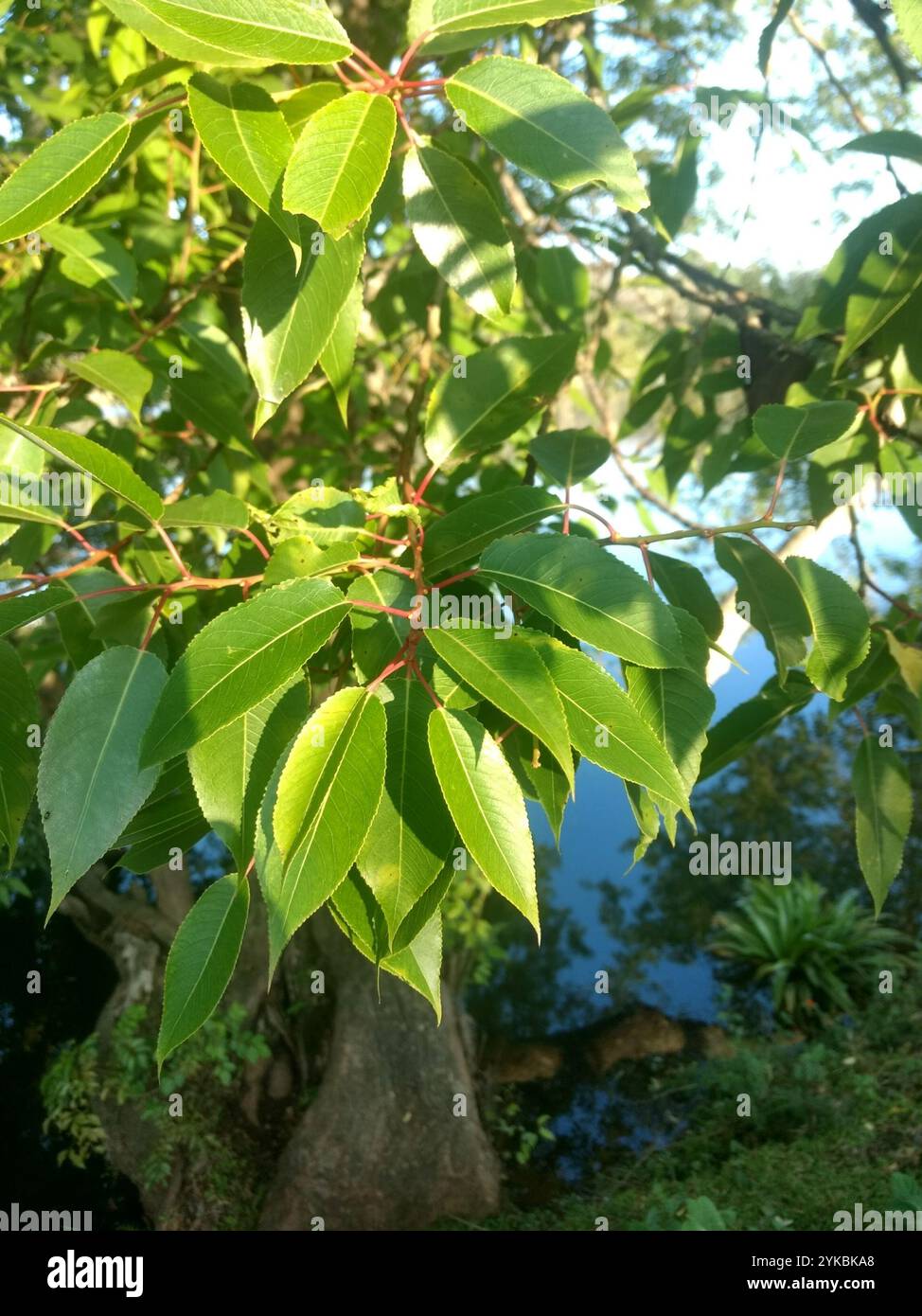 Indian Willow (Salix tetrasperma Stock Photo - Alamy