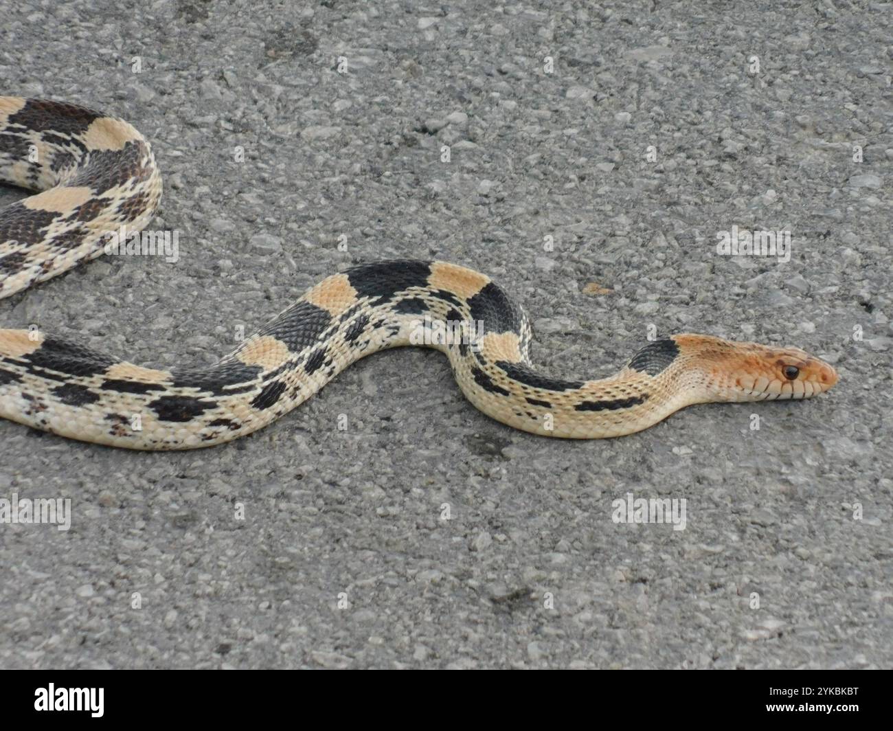 Pituophis deppei hi-res stock photography and images - Alamy