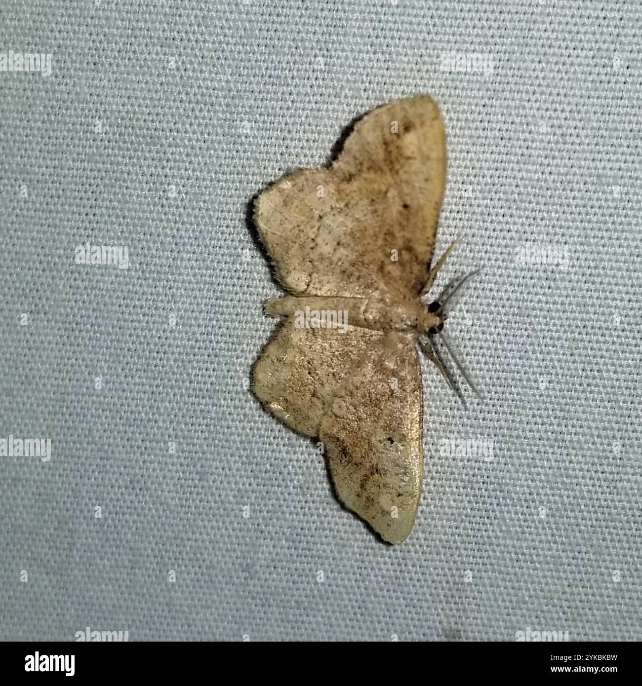 Unipunctata hi-res stock photography and images - Alamy