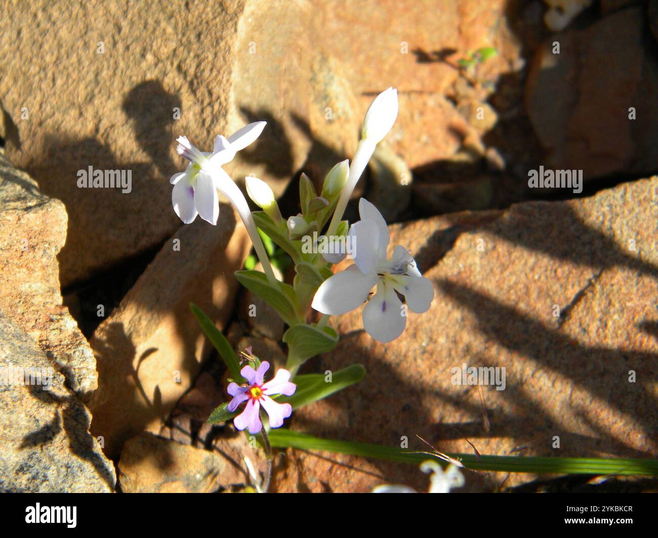 Pyramid Kabong (Lapeirousia pyramidalis Stock Photo - Alamy
