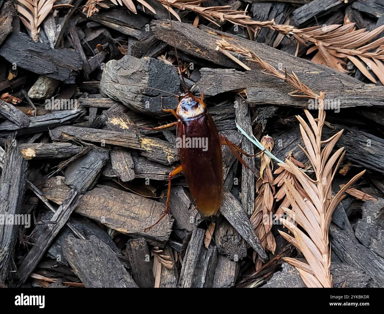 American Cockroach (Periplaneta americana Stock Photo - Alamy