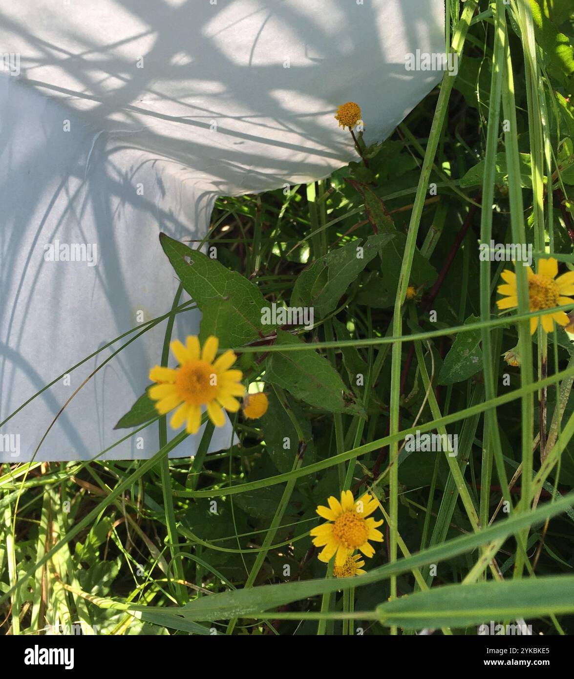 Oppositeleaf Spotflower (Acmella repens Stock Photo - Alamy