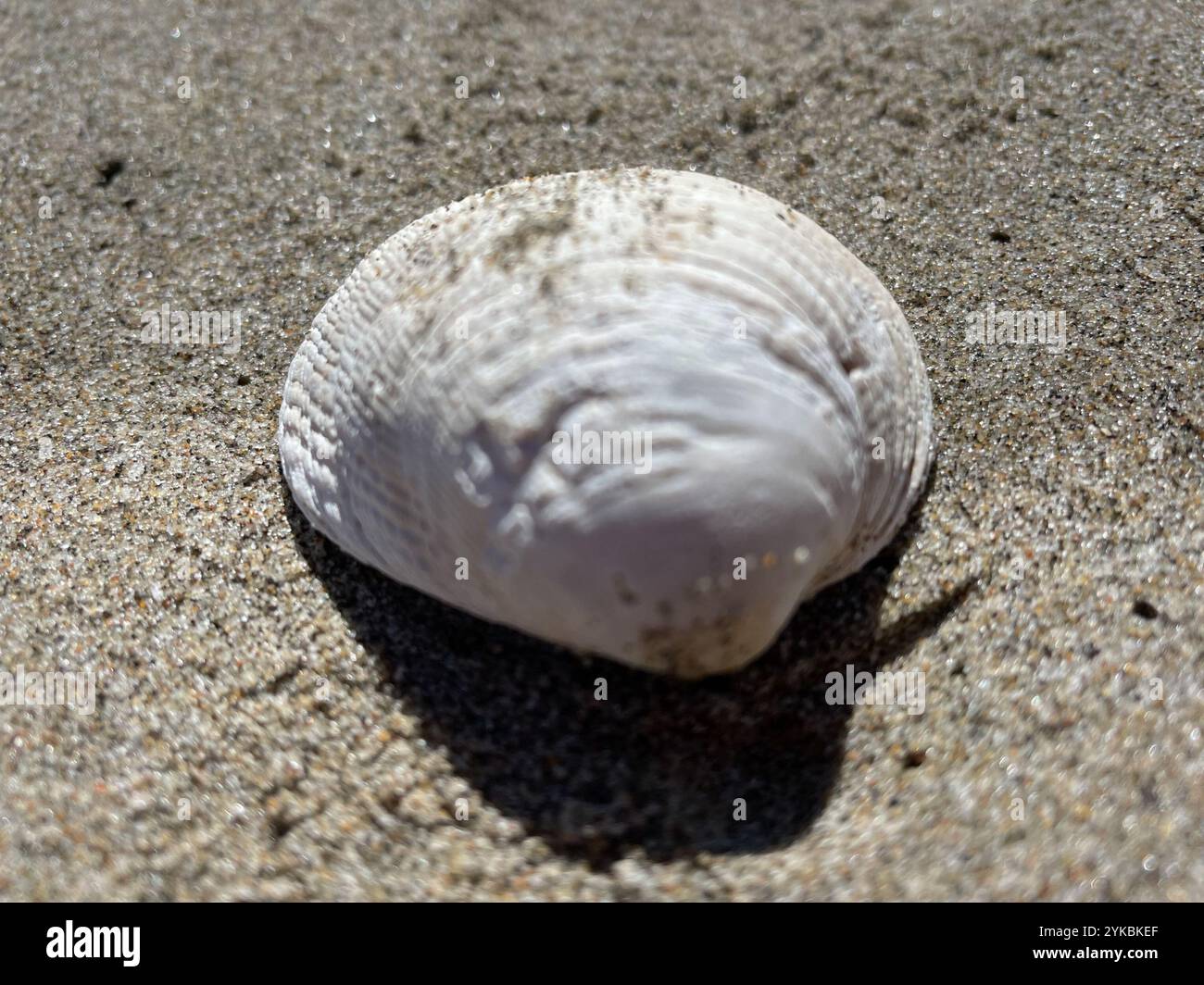 Pacific Littleneck Clam (Leukoma staminea Stock Photo - Alamy