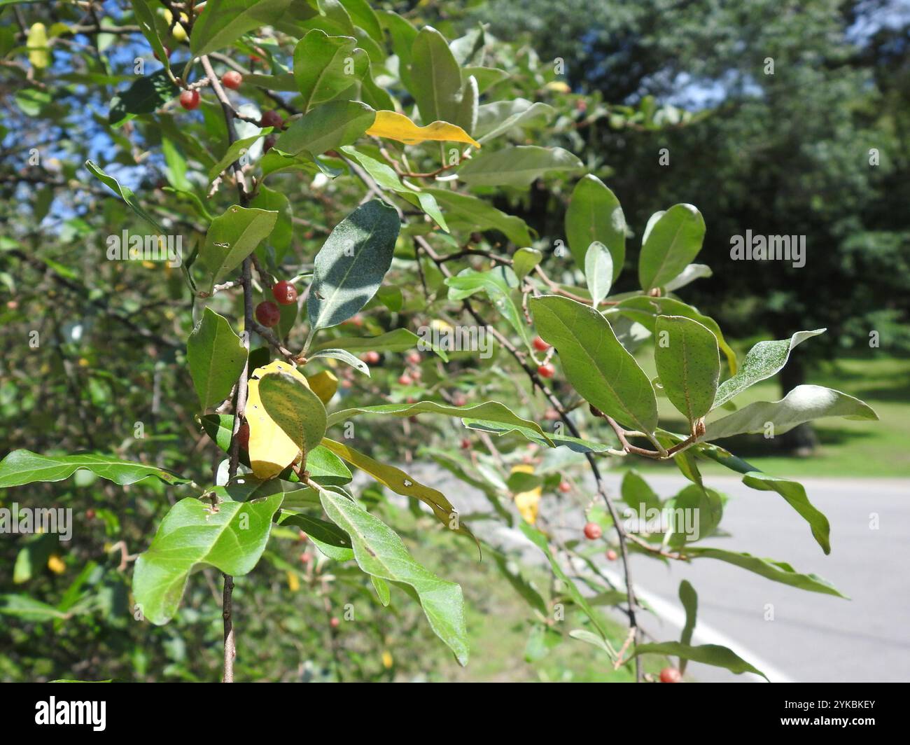 autumn olive (Elaeagnus umbellata Stock Photo - Alamy