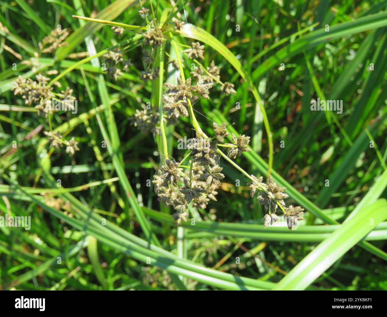 Panicled Bulrush (Scirpus microcarpus Stock Photo - Alamy