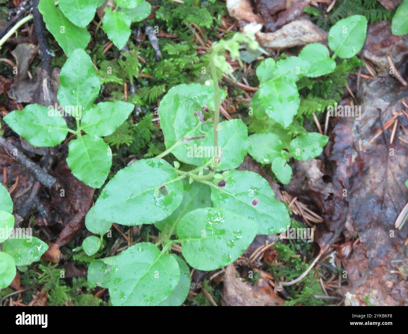 one-sided wintergreen (Orthilia secunda Stock Photo - Alamy