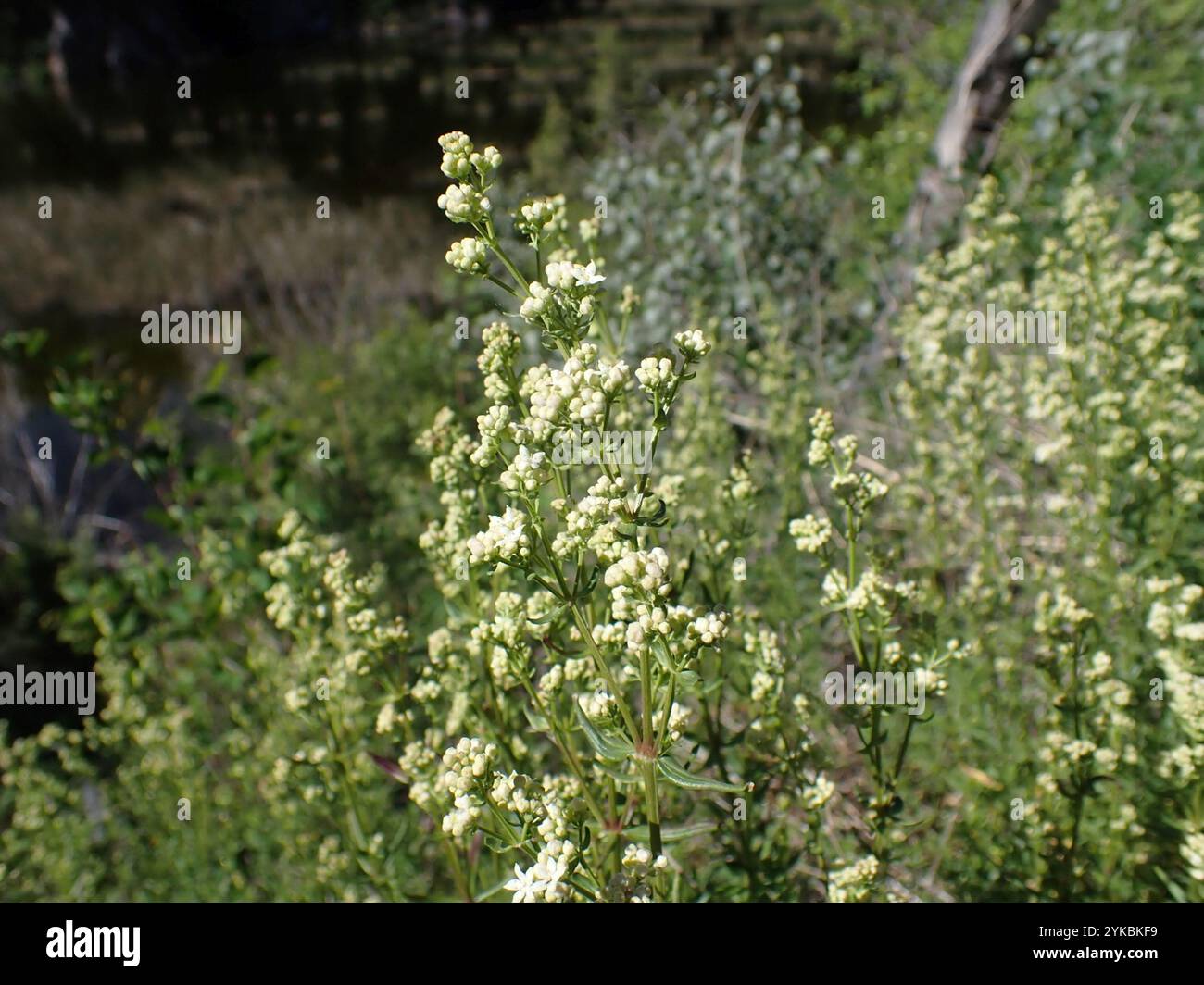 Northern Bedstraw (Galium boreale Stock Photo - Alamy
