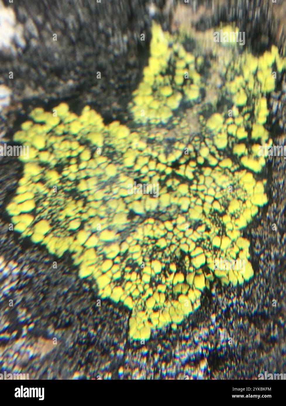 yellow map lichen (Rhizocarpon geographicum Stock Photo - Alamy