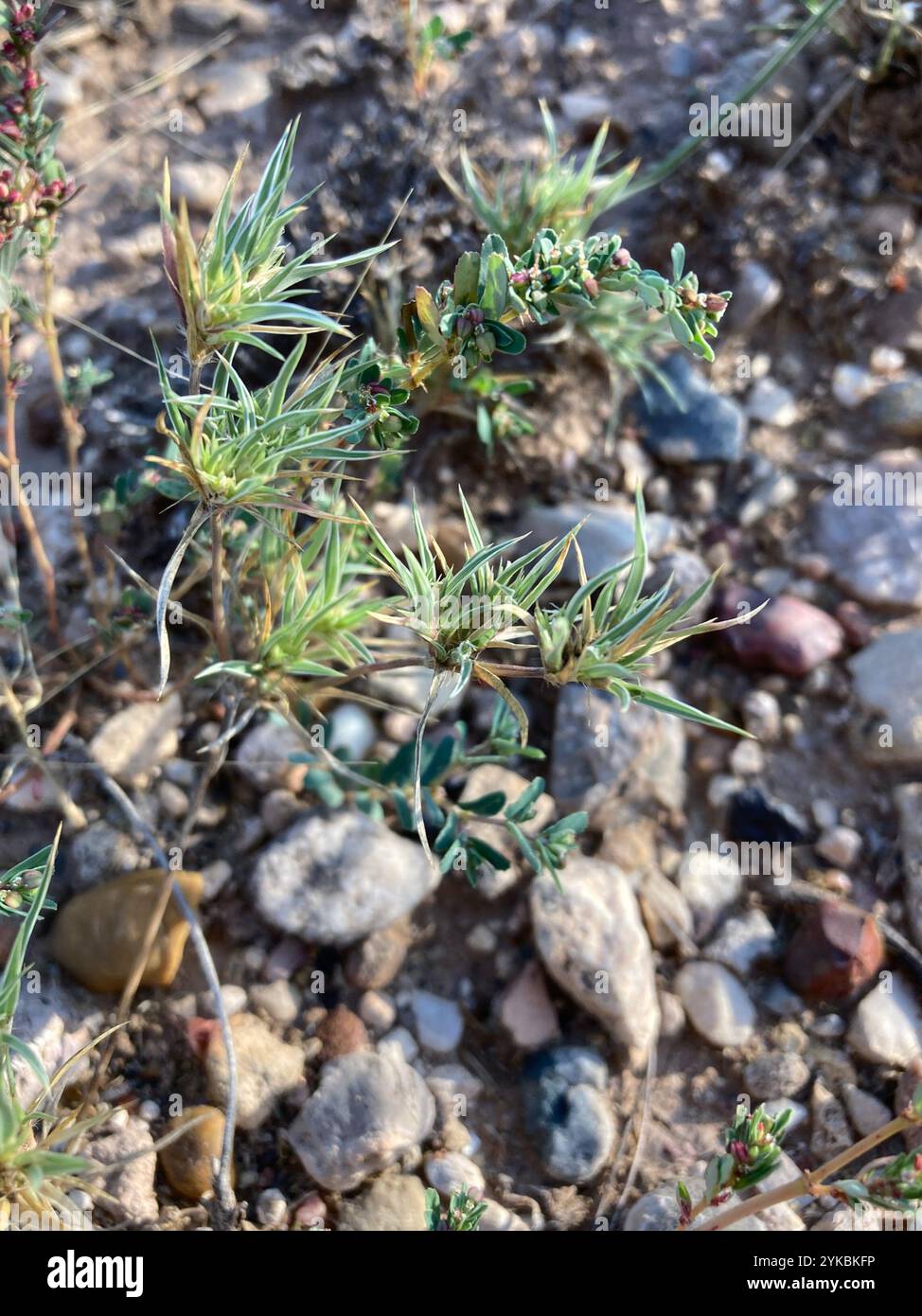 Buffalograss hi-res stock photography and images - Alamy